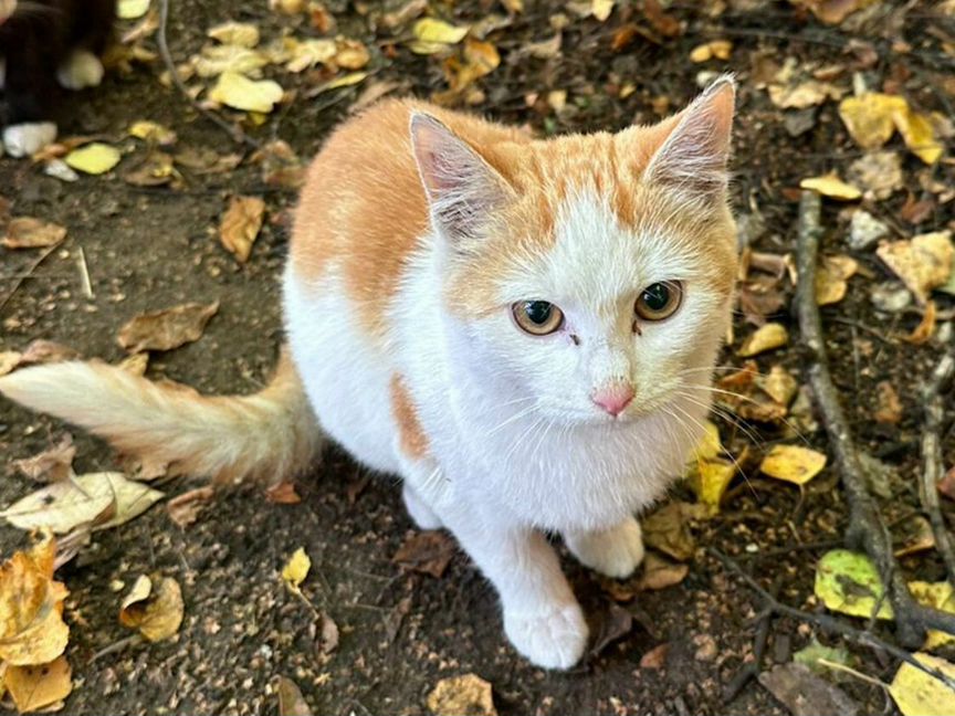 Котята пропадают на улице