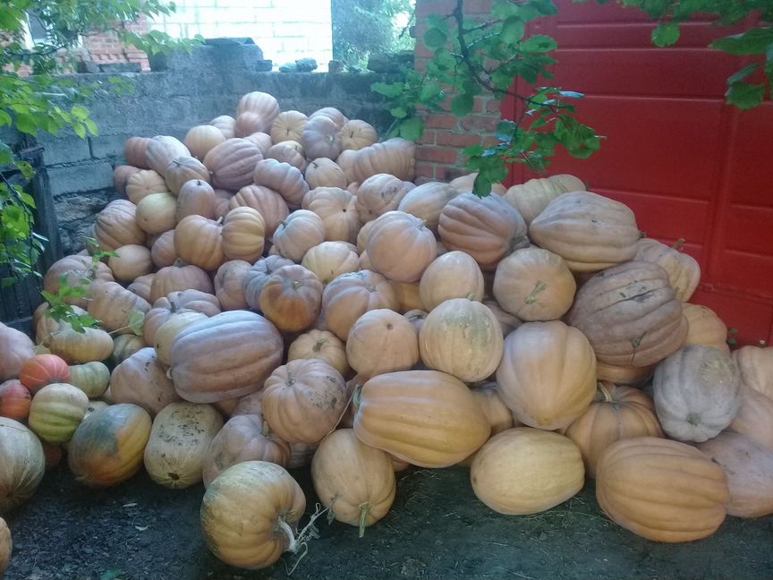 Тыква витаминная