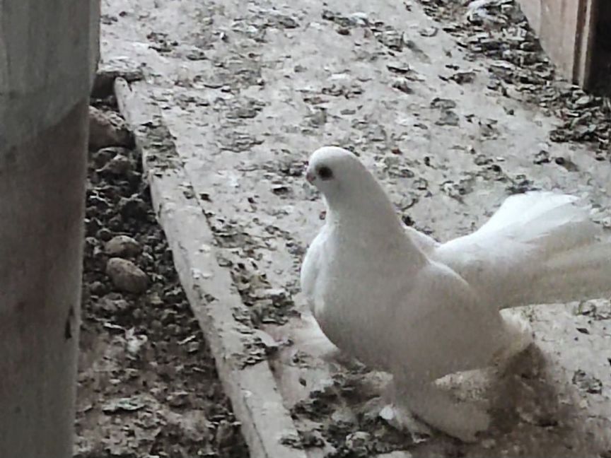 Продажа голубей