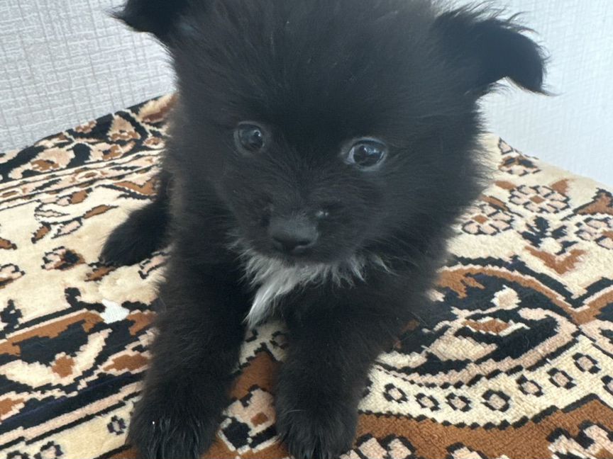 Померанский шпиц