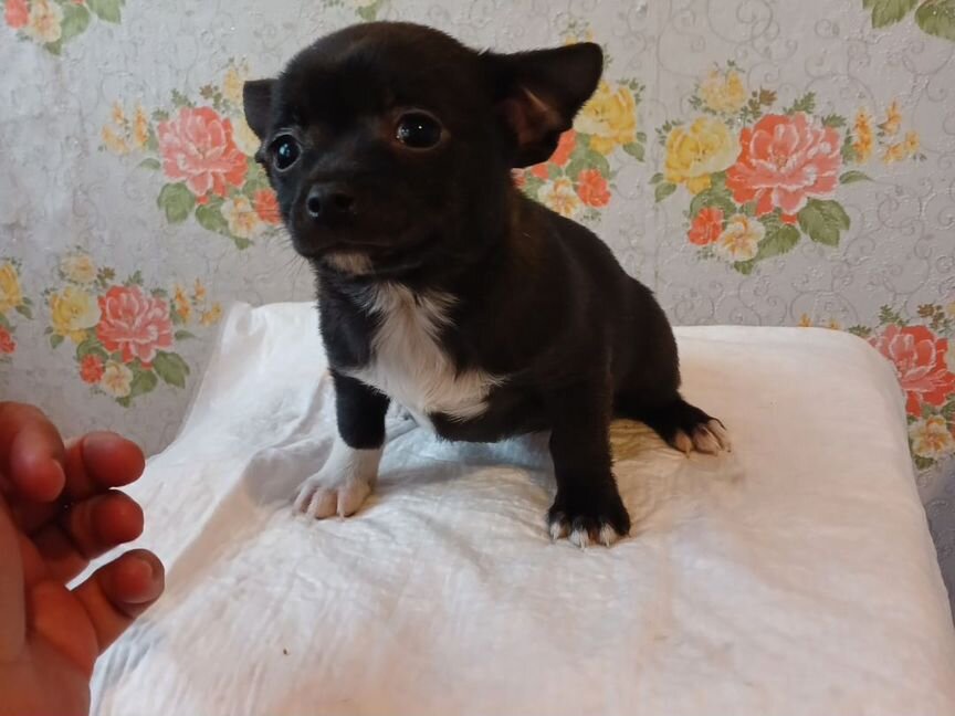 Чихуахуа лола