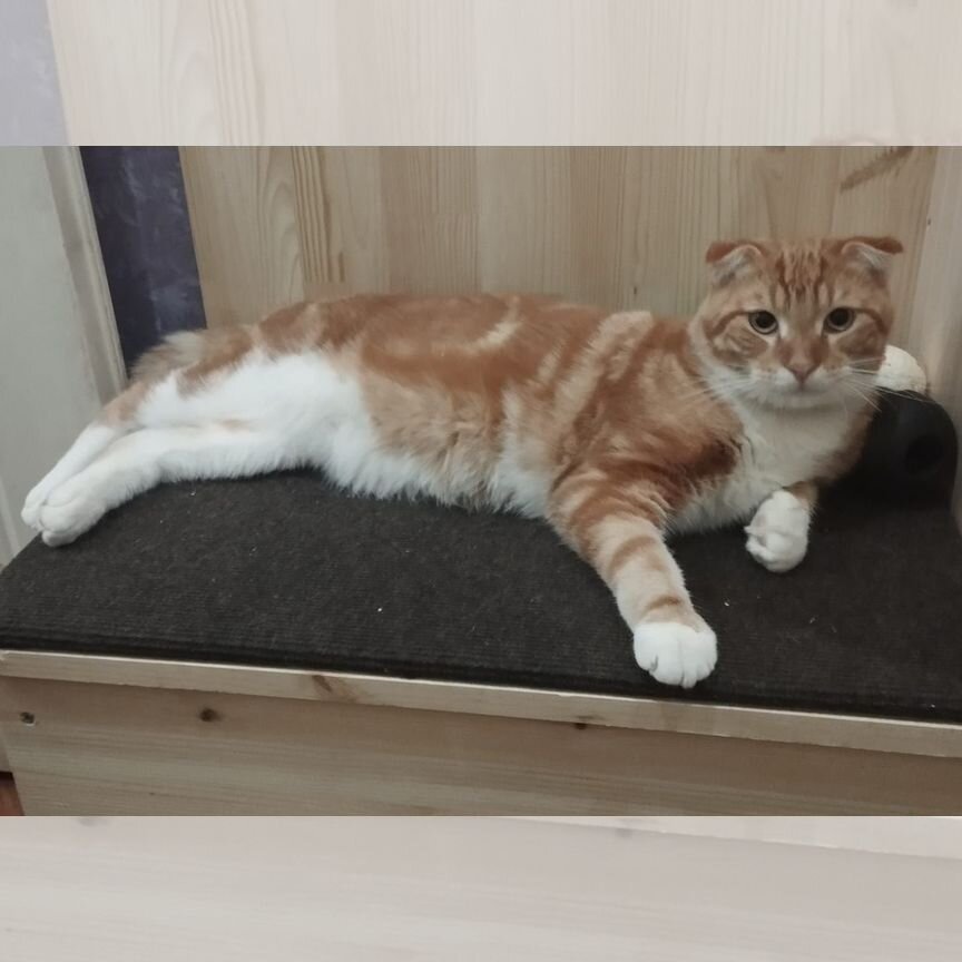 Кот Вязка