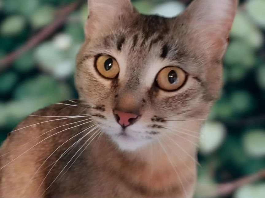 Кошка Натти Сати 1,2-1,5г (табби (шпротный) с чер