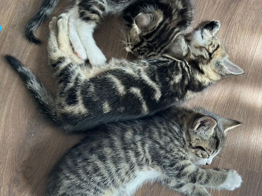 Котята от крысоловов