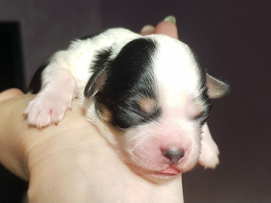 Щенок Хаванез