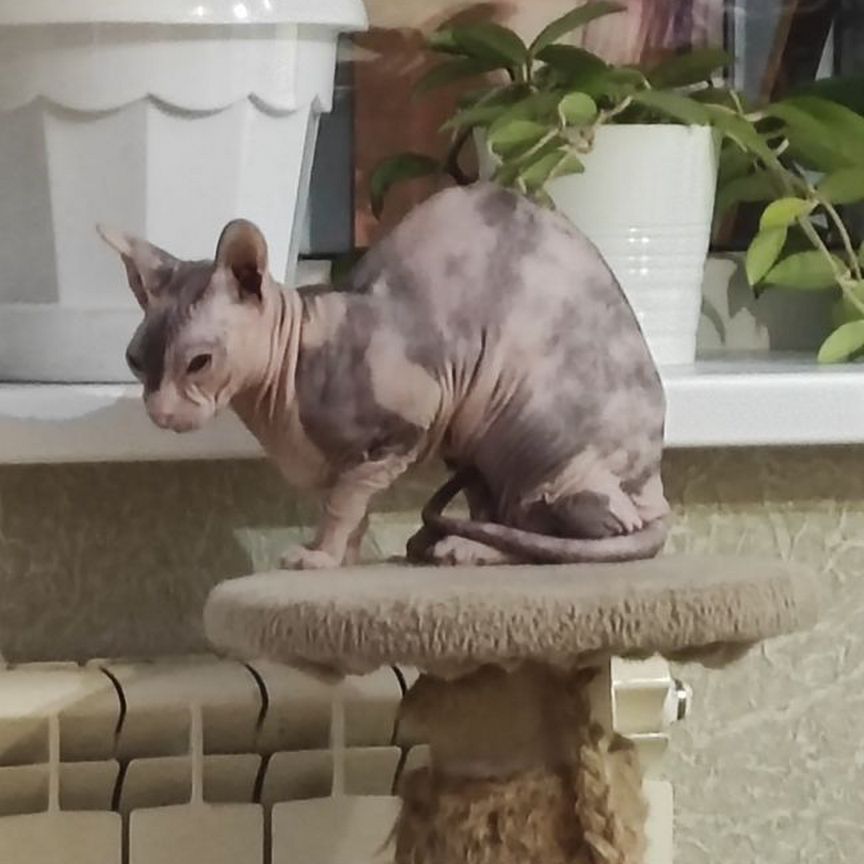 Кошки