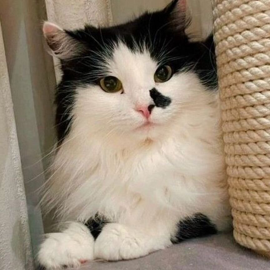 Дадуня ищет семью