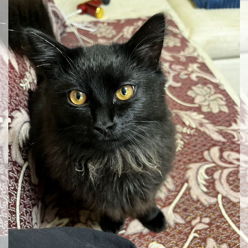 Шотландский прямоухий длинношёрстный котёнок