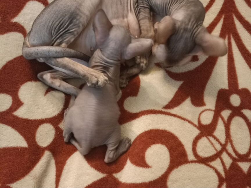 Донской сфинкс котята