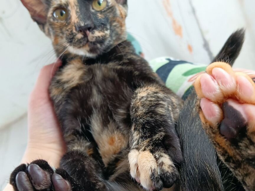 Ориентальная кошка