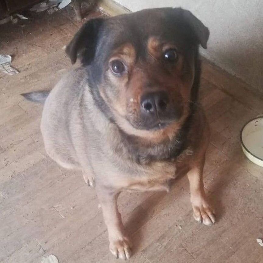 Старушка собака на доживание