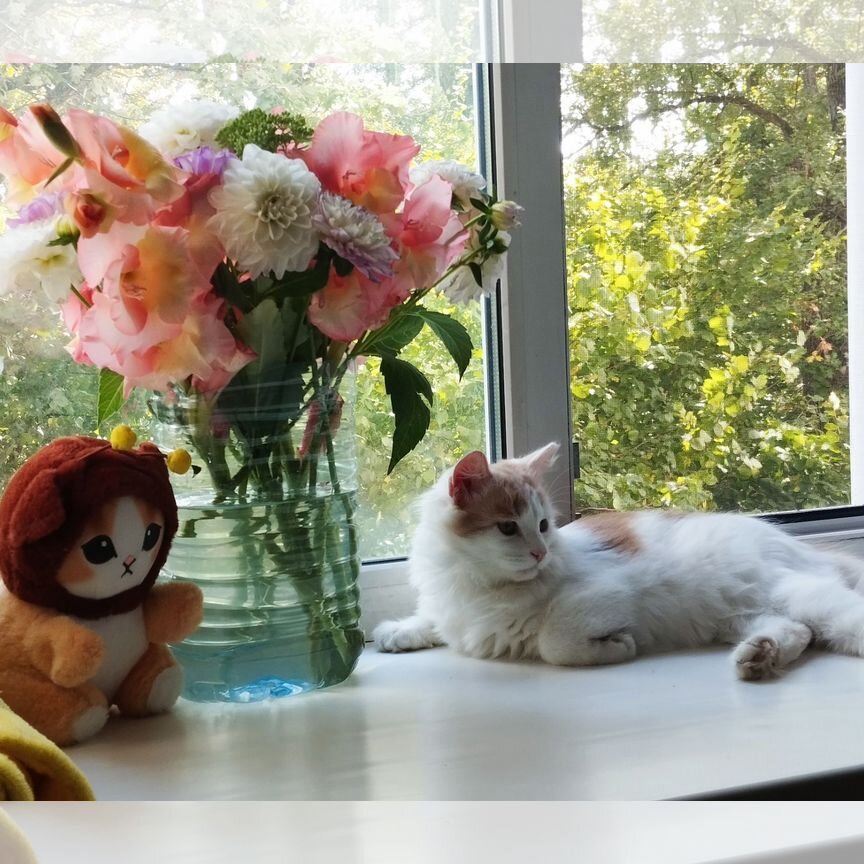 Турецкий ван котёнок