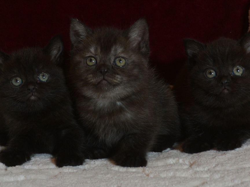 Черные и белые британецы