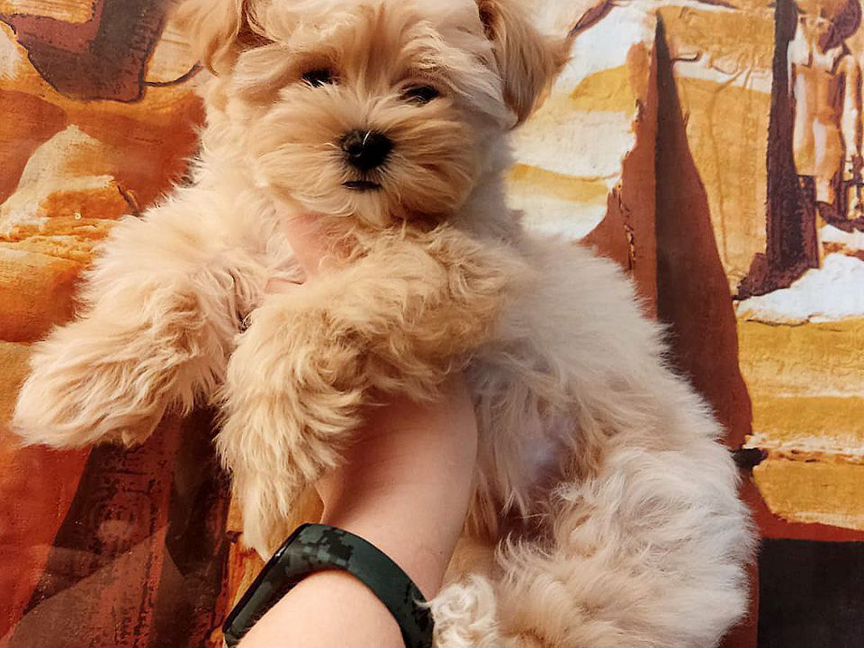 Мальтипу ф1 мини