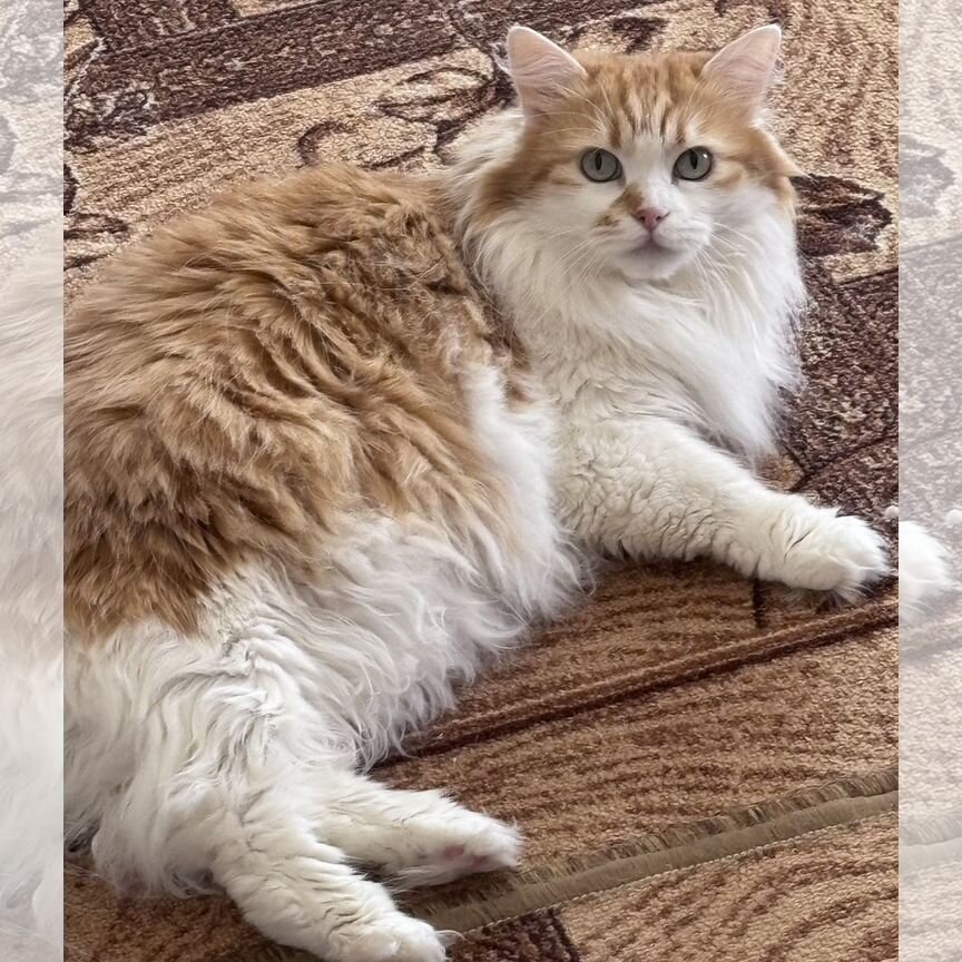 Взрослая, кошка в добрые руки