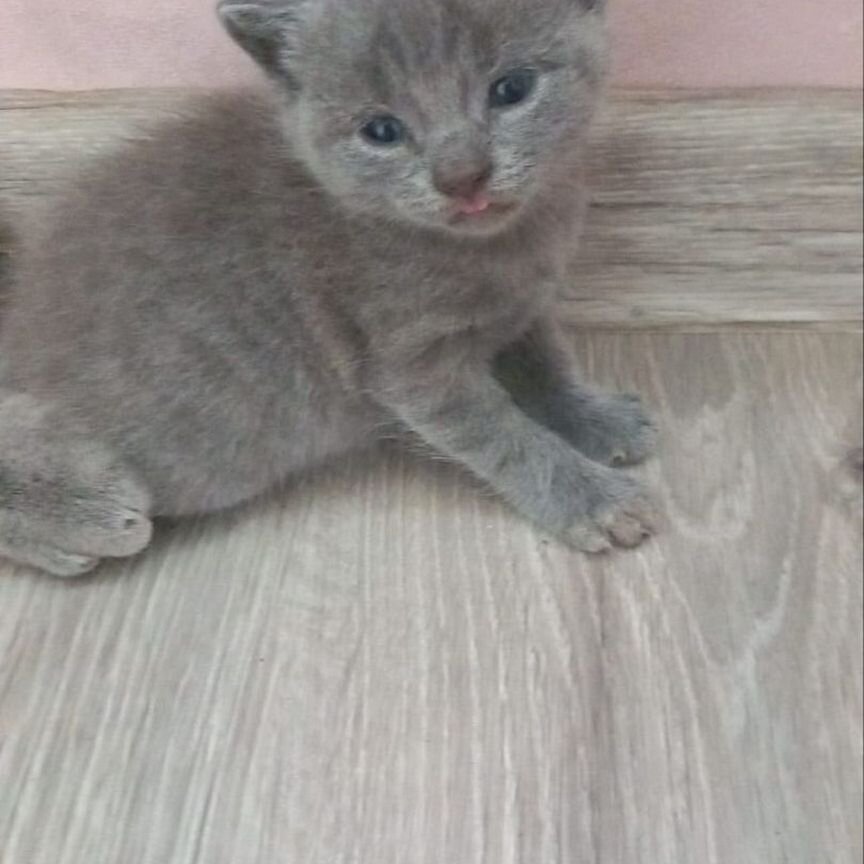 Британская