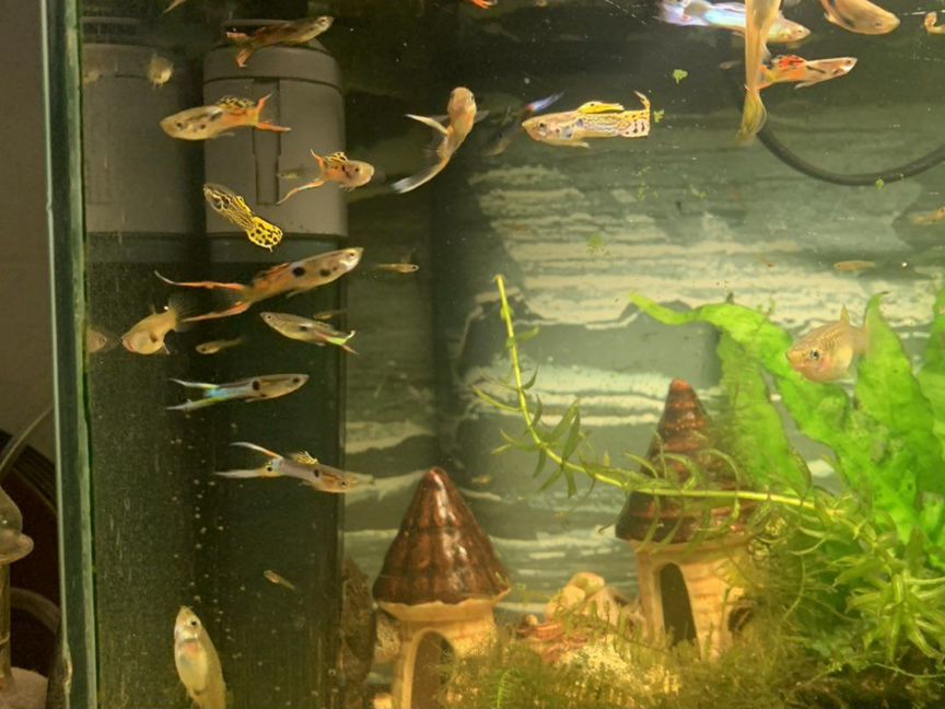 Аквариумные рыбки гуппи