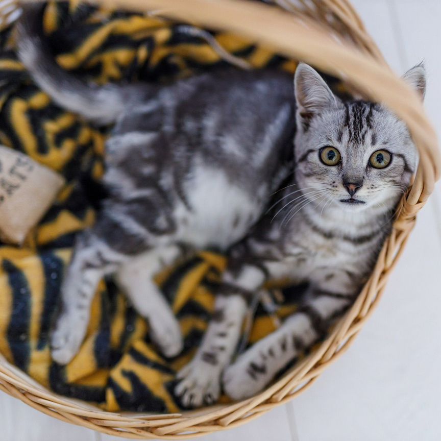 Котенок в добрые руки