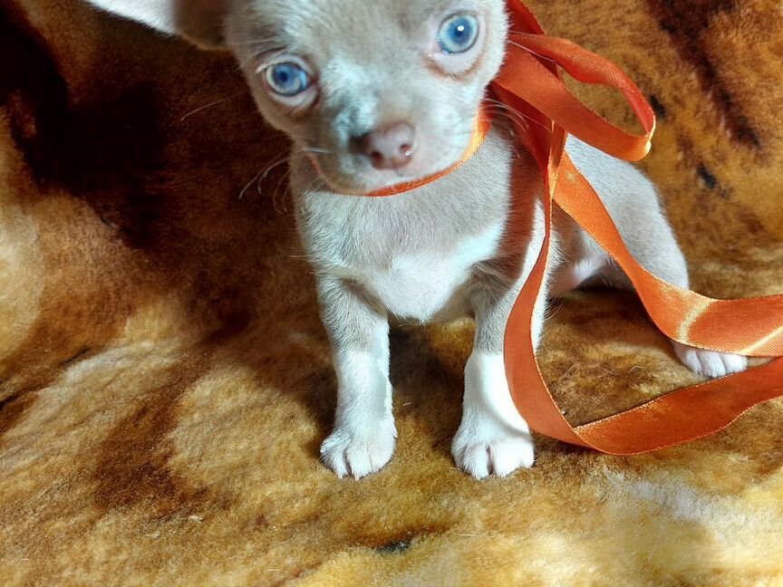 Мини мальчик лилового окраса