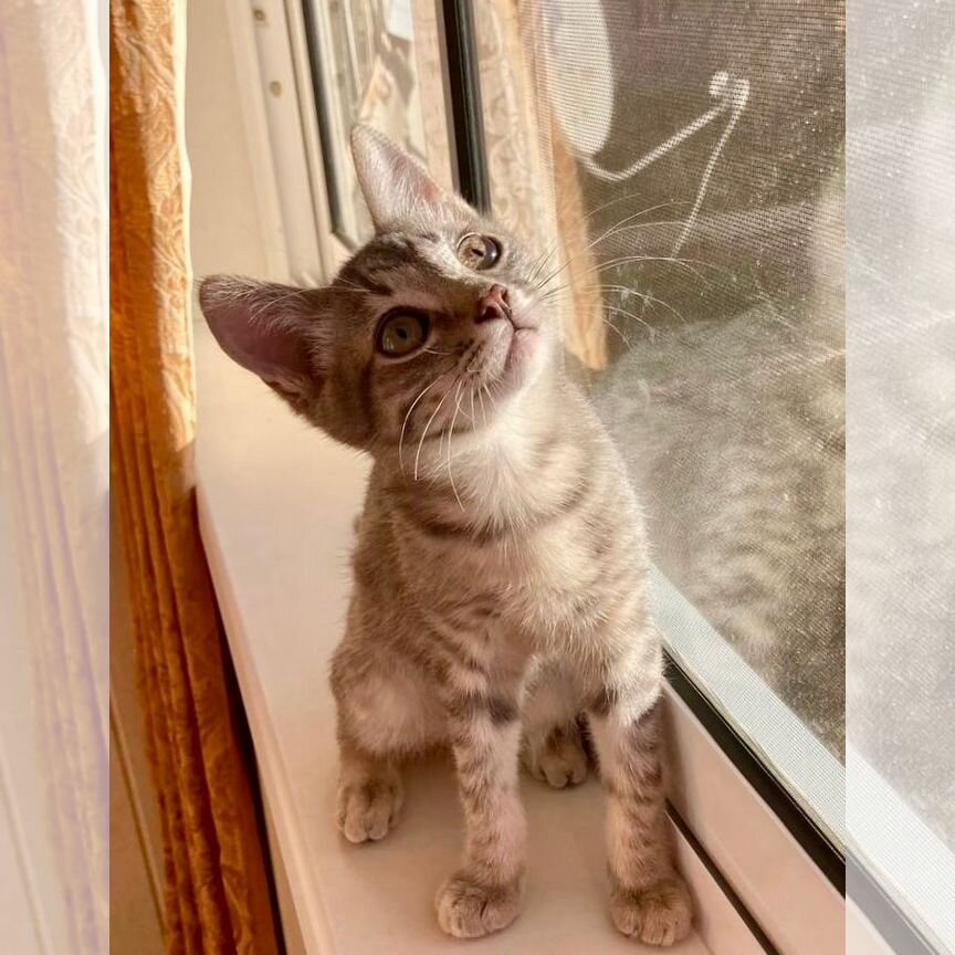 Котёнок в добрые руки