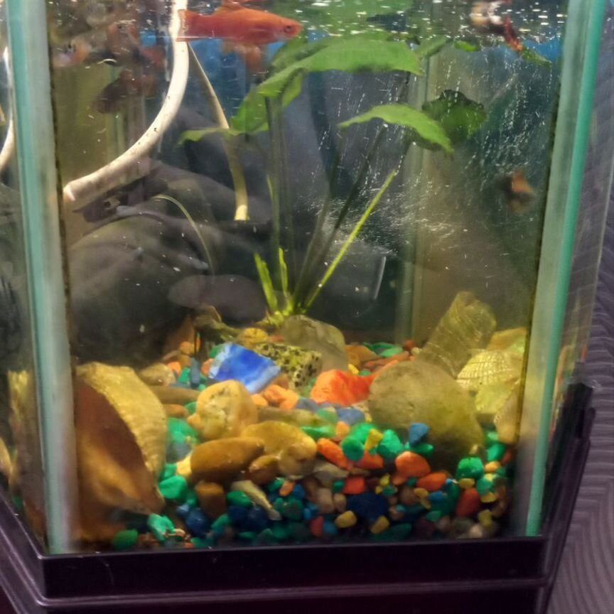 Аквариумные рыбки