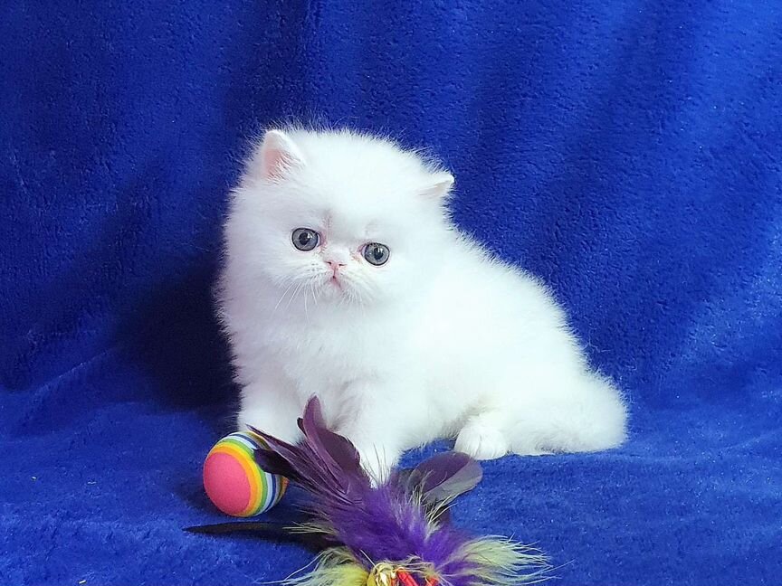 Белоснежная радость, девочка