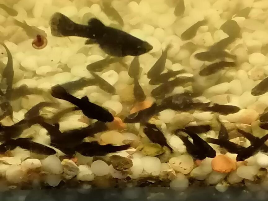 Мольки моллинезий лирохвостые