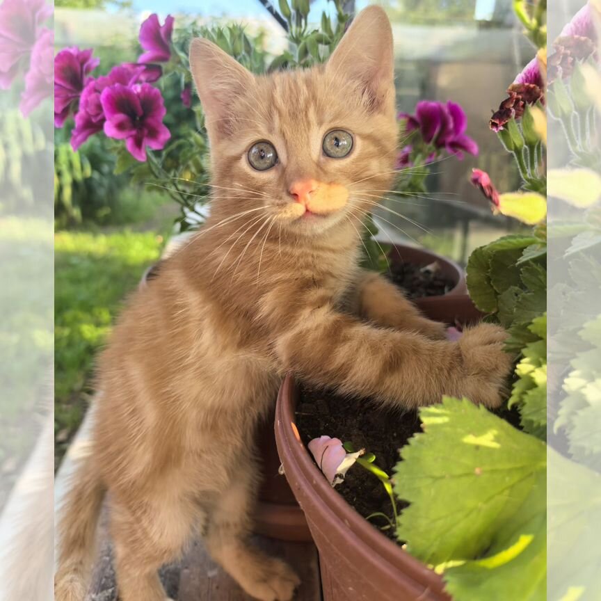 Котята в добрые руки