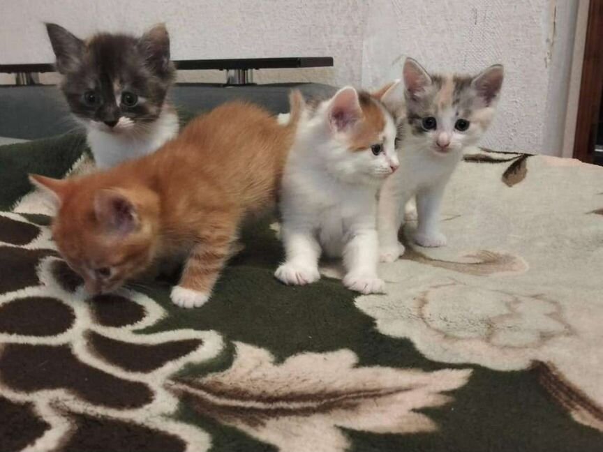 Котята в добрые руки