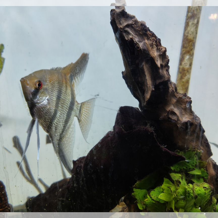 Скалярии 2шт и сом анцитрус