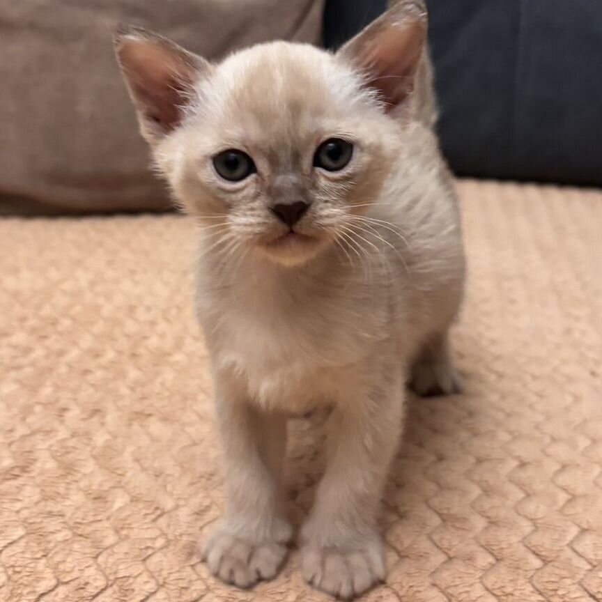 Европейский бурманский котёнок