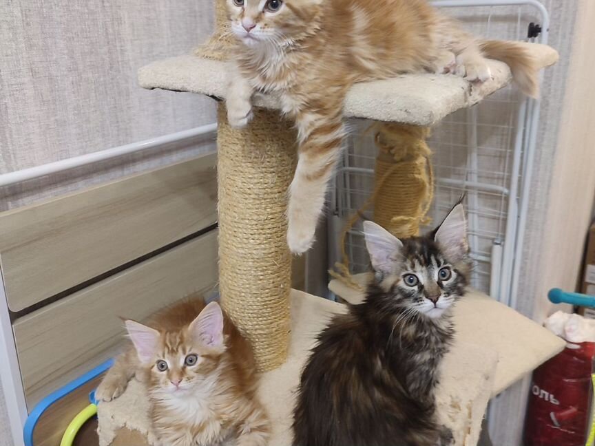 Котята мейн-кун