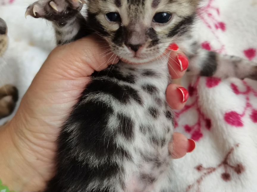 Бенгальские котята уголь (черные)