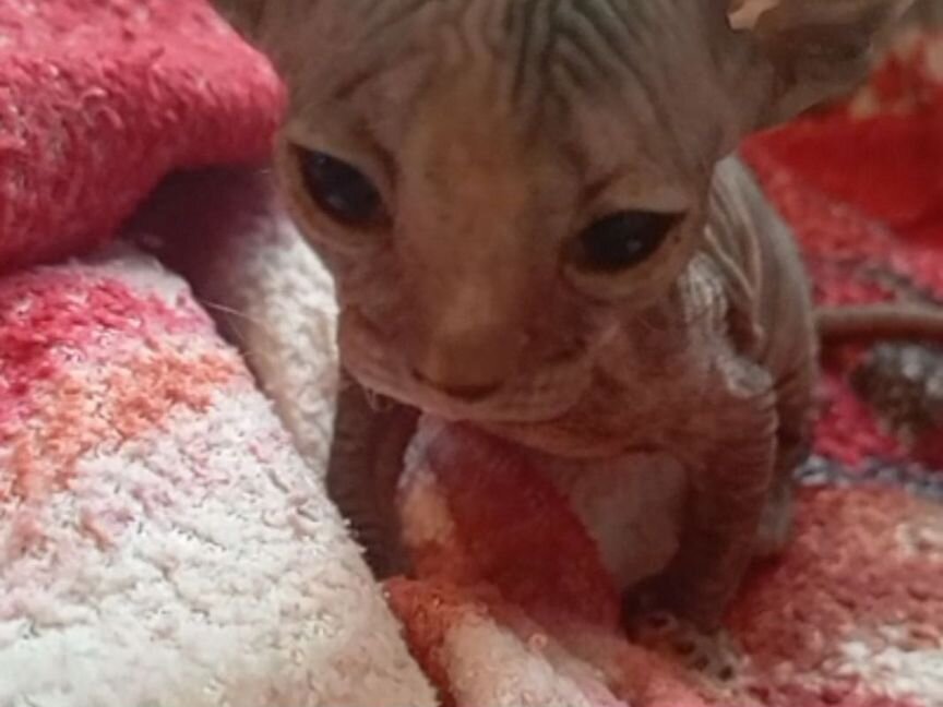 Донской сфинкс