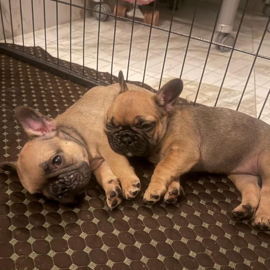 Французский бульдог, щенок