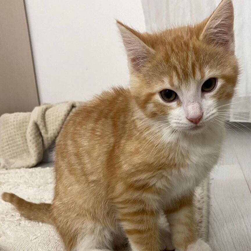 Котенок Рыжая девочка 3 мес