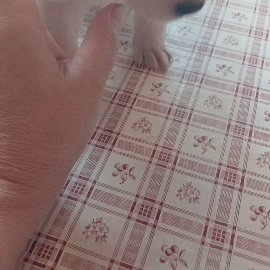 Щенок в добрые руки
