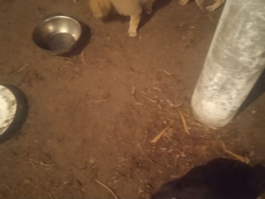 Щенки от маленькой собачки*Хорошая охрана