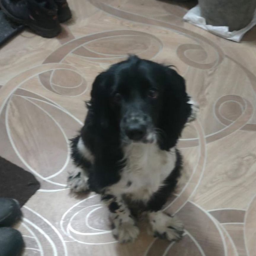 Американский кокер-спаниель, взрослый пёс