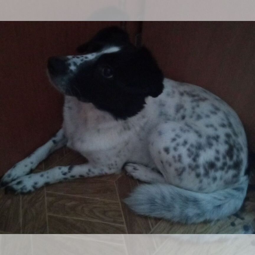 Взрослая собака в добрые руки