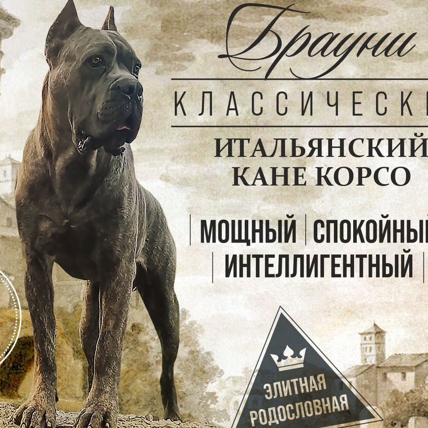 Кобель вязка кане корсо