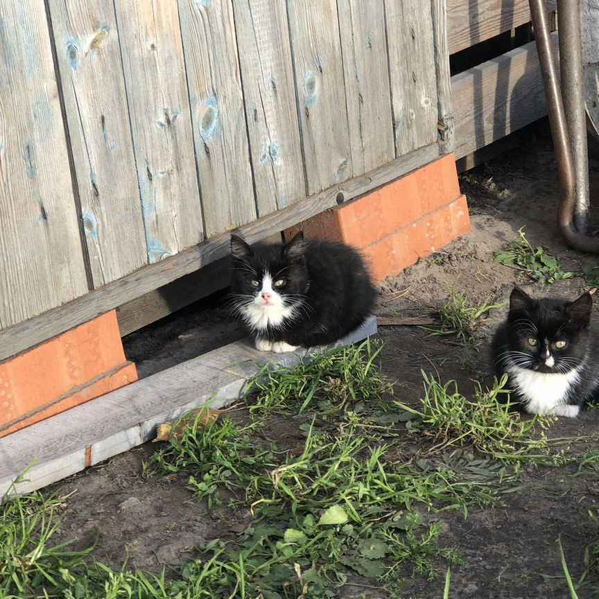 Котята в добрые руки