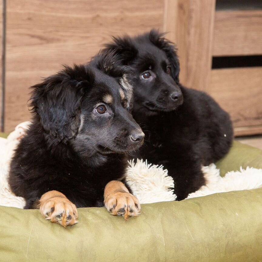 Щенков бесплатно