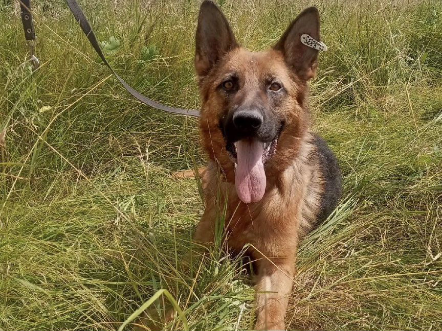 Немецкая овчарка