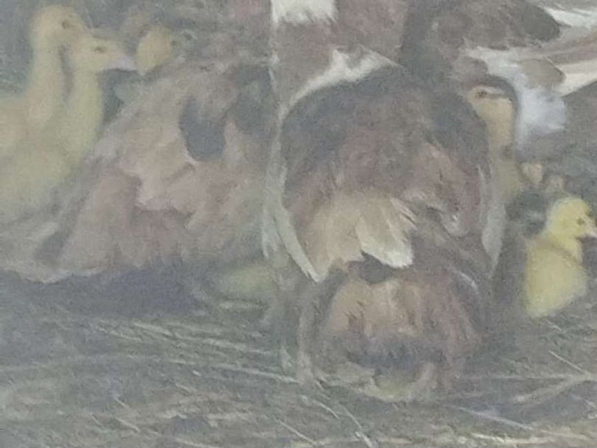 Мускусные утки индоутки индоутята