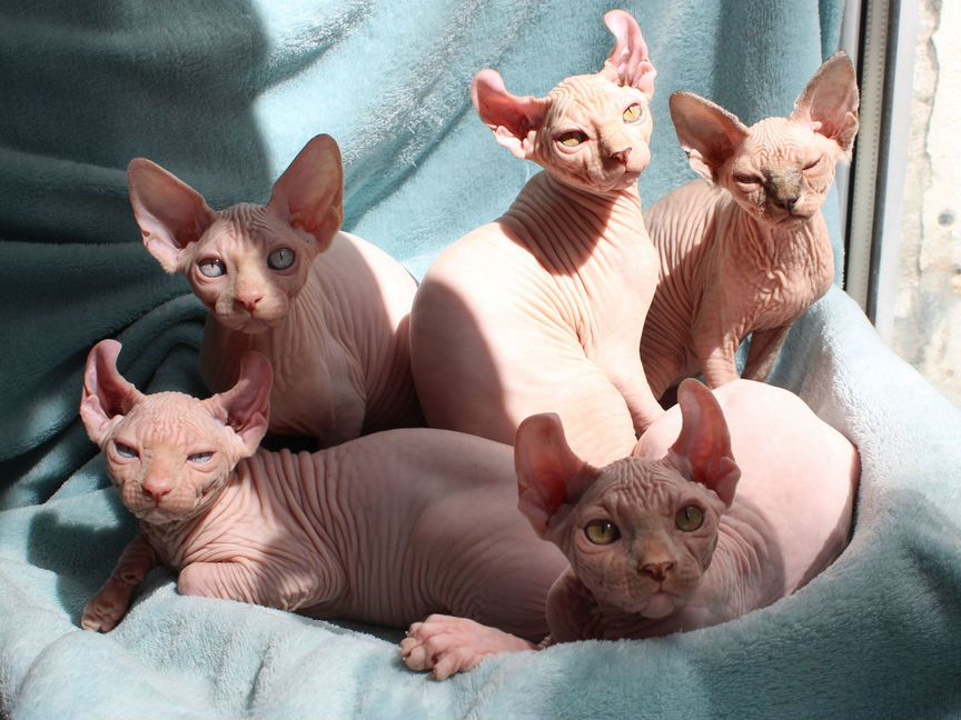 Сфинксы Эльфы Бамбино