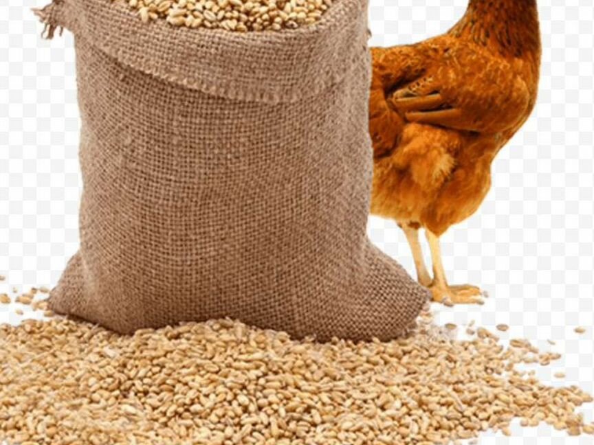 Комбикорм для кур несушек