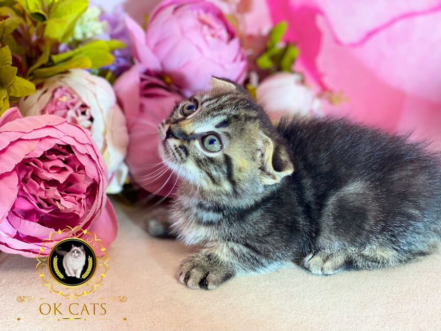 Невероятно ласковая крошка скоттиш килт