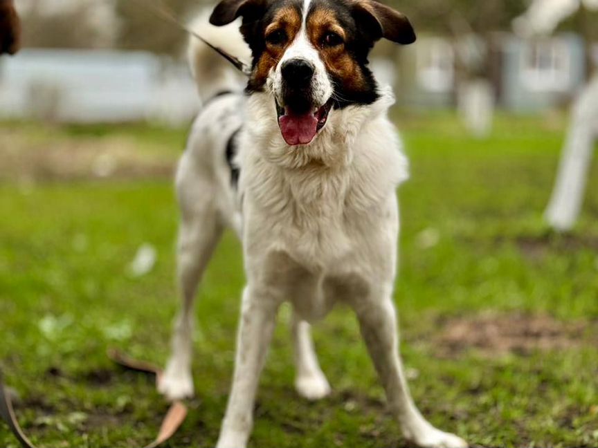 Собака в добрые руки