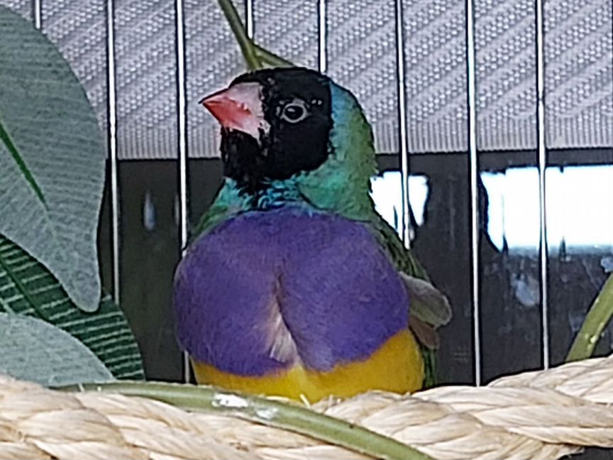 Амадины гульда москва